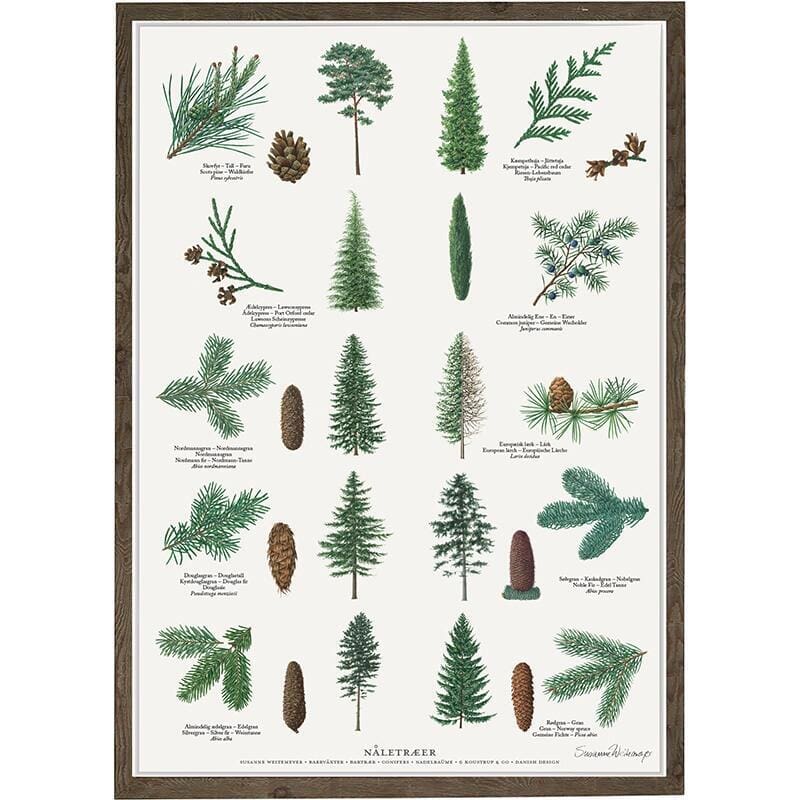 Poster Conifers A4 - Moose Land